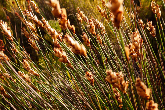 Restios Images – Browse 110 Stock Photos, Vectors, and Video | Adobe Stock