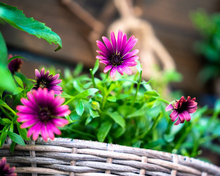 Beautiful Natural Images Of Flowers HD Fields Of Beautiful Flowers