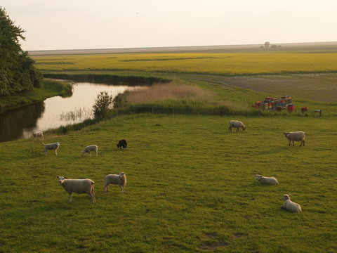Obrazy (Marschland) — zdjęcia, wektory i wideo bez tantiem (677 ...