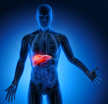 รูปภาพLeber – เลือกดูภาพถ่ายสต็อก เวกเตอร์ และวิดีโอ6,418 | Adobe Stock