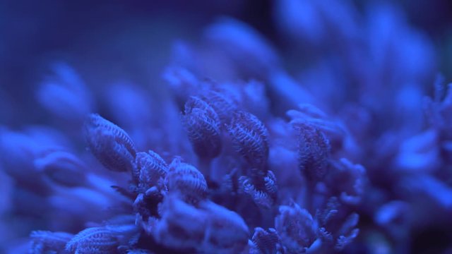 Coral Close Up Images – Browse 46,382 Stock Photos, Vectors, and Video ...