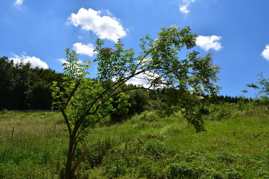 "Krummer Immagini - Sfoglia 114 foto, vettoriali e video Stock | Adobe ...