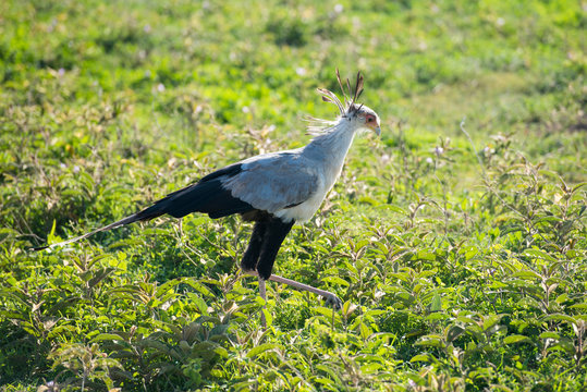 "Secretary Bird" Images – Browse 4,025 Stock Photos, Vectors, and Video ...