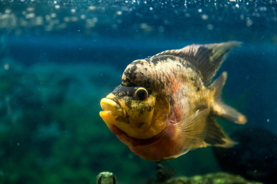 Frontosa Images – Browse 441 Stock Photos, Vectors, and Video | Adobe Stock