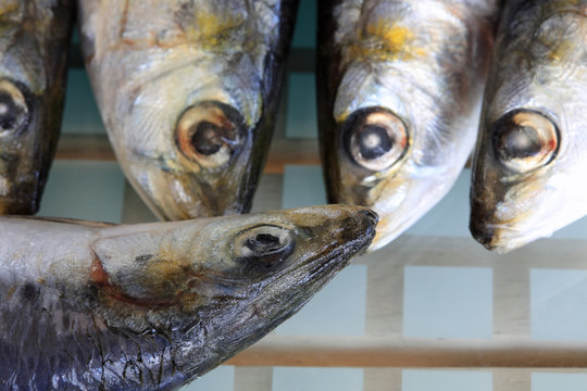 "Totes Tier" Billeder – Gennemse 229 stockfotos, vektorer og videoer ...