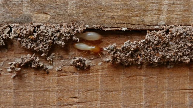 Termite bilder – Bläddra bland 25,396 stockfoton, vektorer och videor ...