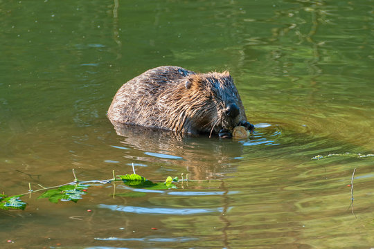 รูปภาพCastoridae – เลือกดูภาพถ่ายสต็อก เวกเตอร์ และวิดีโอ598 | Adobe Stock