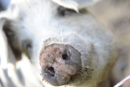 Schwein Nase Images – Browse 710 Stock Photos, Vectors, and Video ...