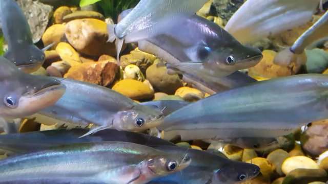 Kryptopterus bilder – Bläddra bland 147 stockfoton, vektorer och videor ...