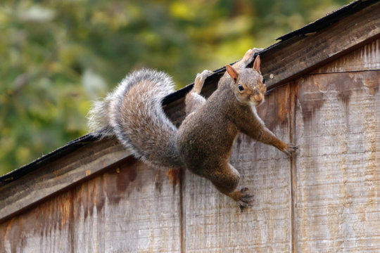 รูปภาพSquirel – เลือกดูภาพถ่ายสต็อก เวกเตอร์ และวิดีโอ357,586 | Adobe Stock