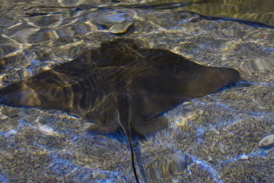 Mantarraya Images – Browse 91 Stock Photos, Vectors, and Video | Adobe ...