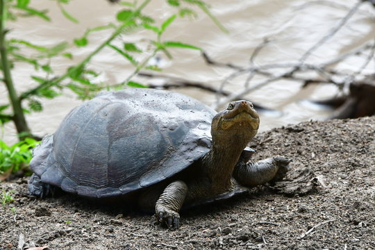 "Angulate Tortoise" Images – Browse 133 Stock Photos, Vectors, and ...