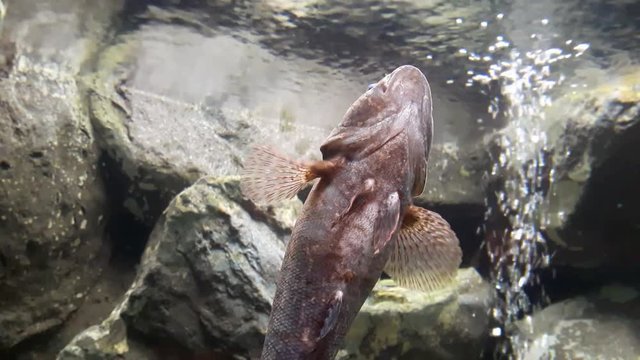 「Oxyeleotris」の写真素材 | 18件の無料イラスト画像 | Adobe Stock