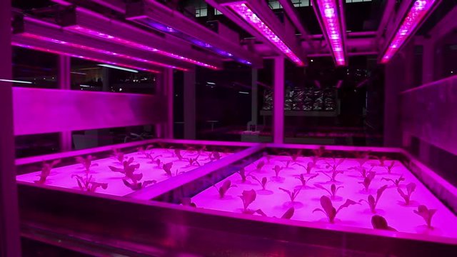 Greenhouse Led Images – Browse 3,008 Stock Photos, Vectors, and Video ...