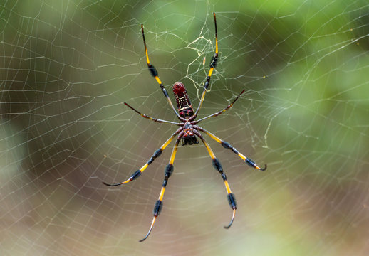 "Writing Spider" Bilder – Durchsuchen 262 Archivfotos, Vektorgrafiken ...