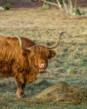 Yalk Images – Browse 65 Stock Photos, Vectors, and Video | Adobe Stock