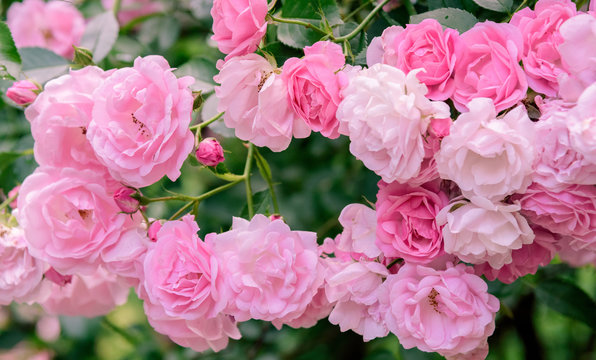 Strauchrose.rosenstrauch Bilder – Durchsuchen 225,235 Archivfotos ...