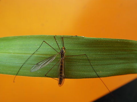 Schnacke Bilder – Durchsuchen 5,696 Archivfotos, Vektorgrafiken und ...