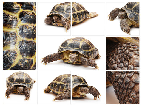 Schildpad Bilder – Durchsuchen 551 Archivfotos, Vektorgrafiken und ...