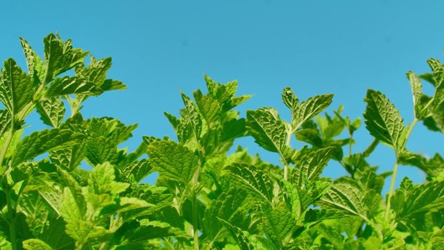 Mint Video Footage – Browse 33,000 HD Stock Video and Footage | Adobe Stock