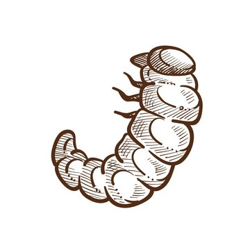 Maggot Bilder – Durchsuchen 42,722 Archivfotos, Vektorgrafiken und ...