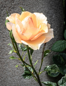 "Shining Rose" Images – Browse 323 Stock Photos, Vectors, and Video ...