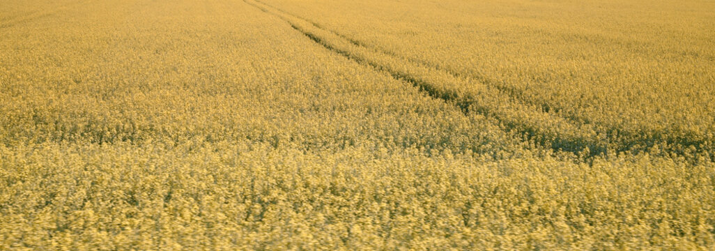 「Rapssaat」の画像 - 87 件の Stock 写真、ベクターおよびビデオ | Adobe Stock