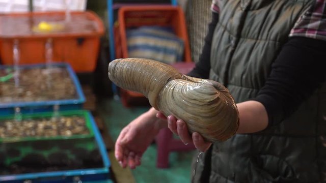 Geoduck bilder – Bläddra bland 373 stockfoton, vektorer och videor ...