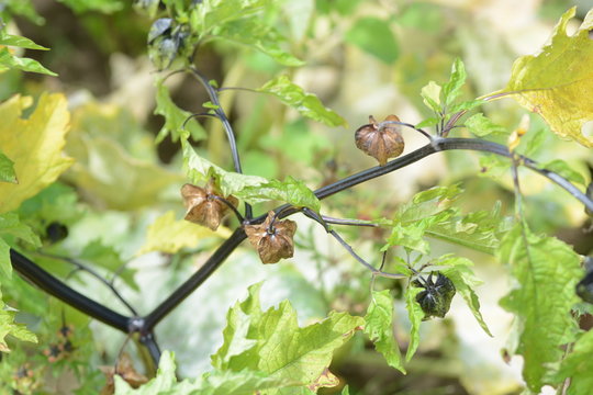 Shoo-Fly Images – Browse 67 Stock Photos, Vectors, and Video | Adobe Stock