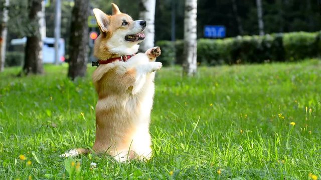 Corny Images – Browse 2,510 Stock Photos, Vectors, and Video | Adobe Stock