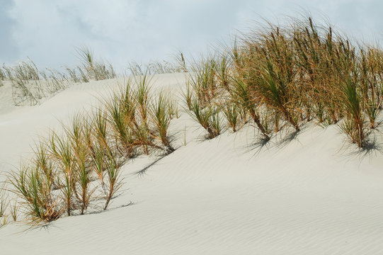 「Pingao」の写真素材 | 48件の無料イラスト画像 | Adobe Stock