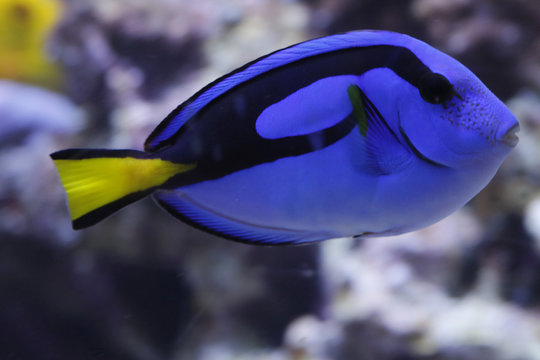 Doktorfisch Images – Browse 421 Stock Photos, Vectors, and Video ...