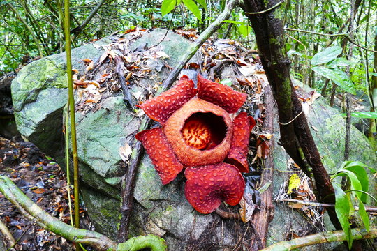 รูปภาพRafflesia – เลือกดูภาพถ่ายสต็อก เวกเตอร์ และวิดีโอ1,022 | Adobe Stock