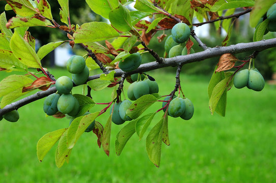 Reine-Claude Images – Parcourir 4,033 le catalogue de photos, vecteurs ...