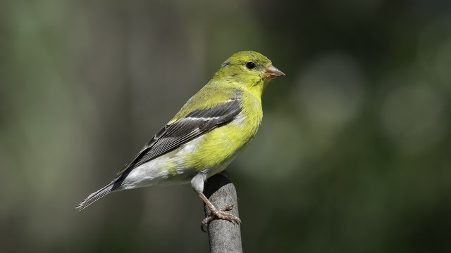 รูปภาพGranivore – เลือกดูภาพถ่ายสต็อก เวกเตอร์ และวิดีโอ2,308 | Adobe Stock