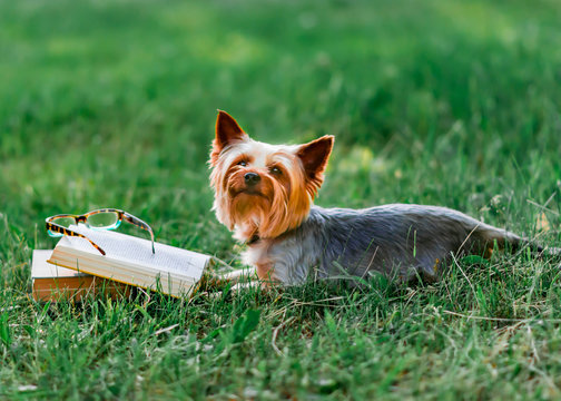 Can A Yorkie Be An Outside Dog