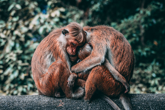 Two Monkeys Hugging