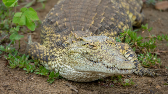 รูปภาพKrokodile – เลือกดูภาพถ่ายสต็อก เวกเตอร์ และวิดีโอ1,905 | Adobe Stock