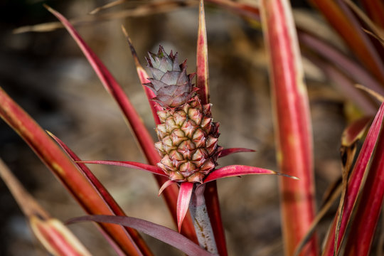 "Ananas Bracteatus" Images – Browse 383 Stock Photos, Vectors, and ...