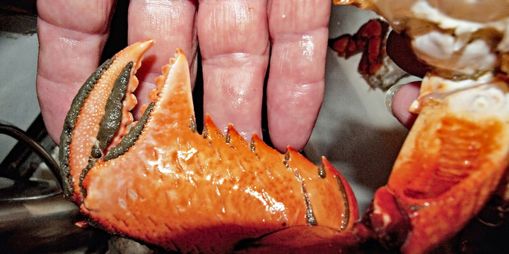 Imágenes de Ranina: descubre bancos de fotos, ilustraciones, vectores y ...