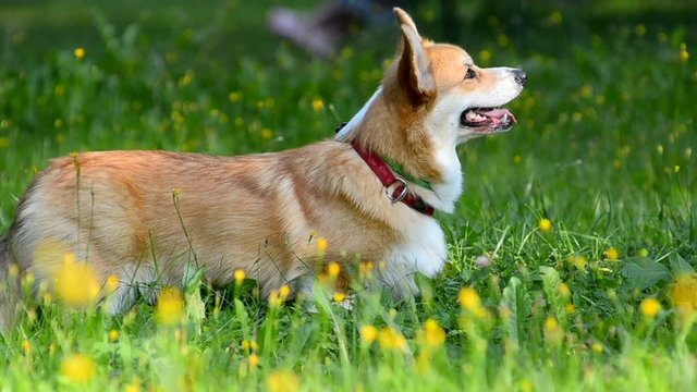 รูปภาพCorgy – เลือกดูภาพถ่ายสต็อก เวกเตอร์ และวิดีโอ276 | Adobe Stock