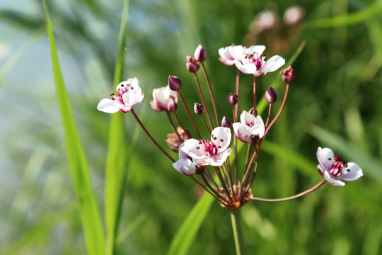 รูปภาพUmbellate – เลือกดูภาพถ่ายสต็อก เวกเตอร์ และวิดีโอ875 | Adobe Stock