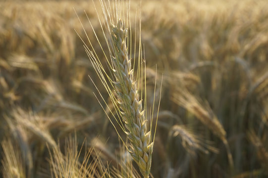 Weizenpflanze bilder – Bläddra bland 25 stockfoton, vektorer och videor ...