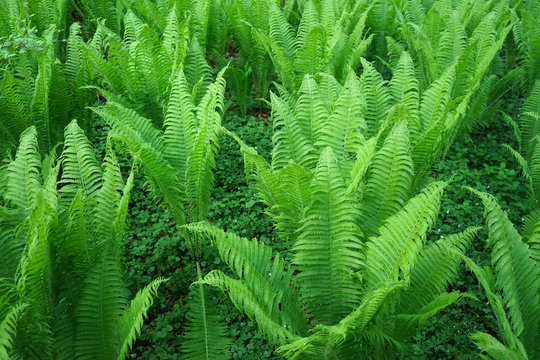 Filicales bilder – Bläddra bland 1,715 stockfoton, vektorer och videor ...