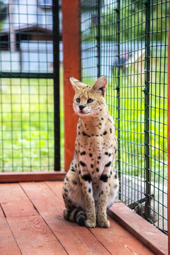 รูปภาพTierboskat – เลือกดูภาพถ่ายสต็อก เวกเตอร์ และวิดีโอ167 | Adobe Stock