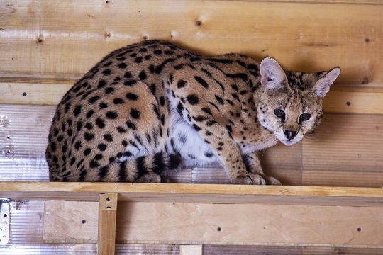 รูปภาพTierboskat – เลือกดูภาพถ่ายสต็อก เวกเตอร์ และวิดีโอ167 | Adobe Stock