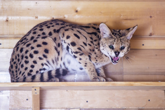 รูปภาพTierboskat – เลือกดูภาพถ่ายสต็อก เวกเตอร์ และวิดีโอ203 | Adobe Stock