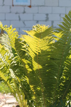 Pripoda Images – Browse 15 Stock Photos, Vectors, and Video | Adobe Stock