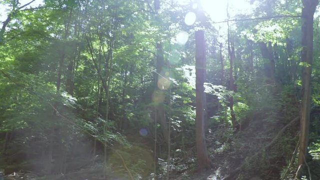 "Light Through Trees" Images – Browse 113 Stock Photos, Vectors, and ...