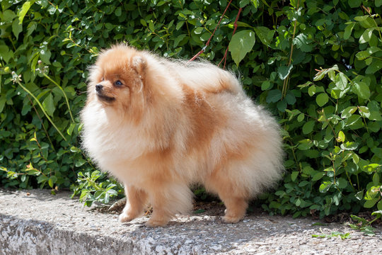 Shpitz Images – Browse 347 Stock Photos, Vectors, and Video | Adobe Stock